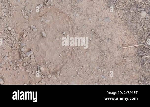 Tiger marks Stock Videos & Footage - HD and 4K Video Clips - Alamy