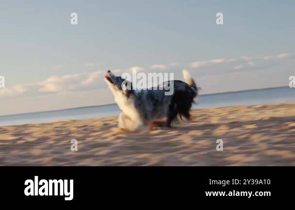 Border Collie running eagerly along the beach in pursuit of a frisbee ...
