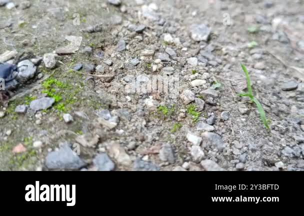 Insect jaws mandibles Stock Videos & Footage - HD and 4K Video Clips ...