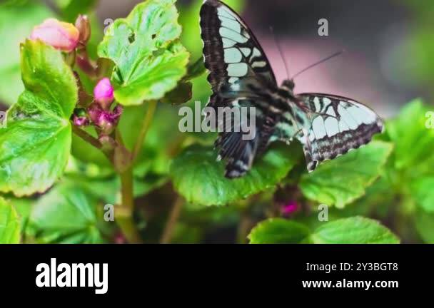Rare butterfly species Stock Videos & Footage - HD and 4K Video Clips ...