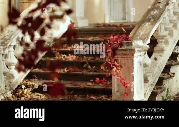 Destroyed leaf Stock Videos & Footage - HD and 4K Video Clips - Alamy
