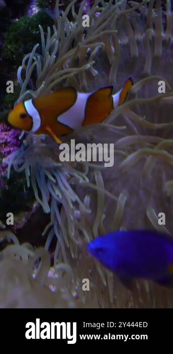 A vividly colored clownfish swims gracefully among the tentacles of a ...
