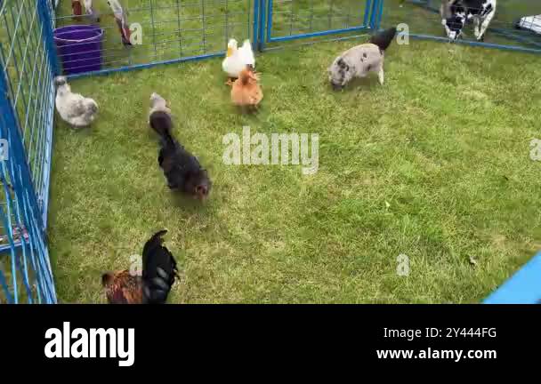 white duck and chickens of different breeds walk in a mini zoo. High ...