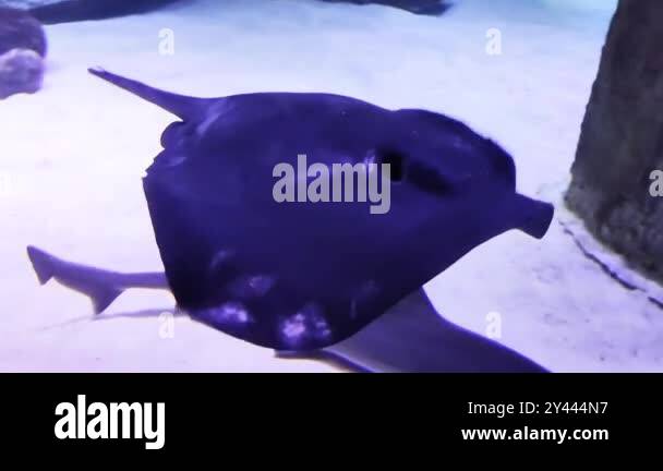 Sting ray coral reefs Stock Videos & Footage - HD and 4K Video Clips ...