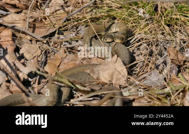 Grass snakes natrix natrix Stock Videos & Footage - HD and 4K Video ...