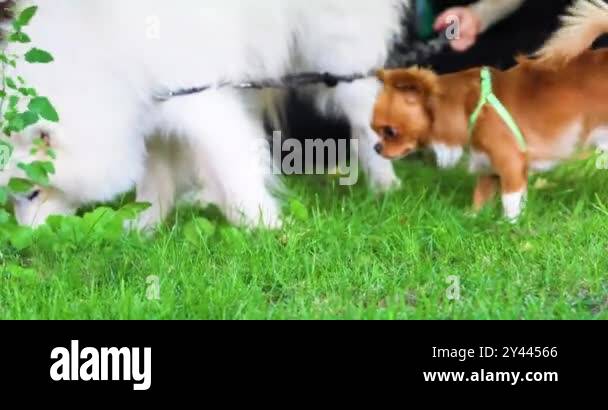 Dog introduction Stock Videos & Footage - HD and 4K Video Clips - Alamy