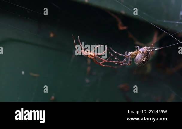 Video of cross spiders mating. A male cross spider wants to mate with a ...