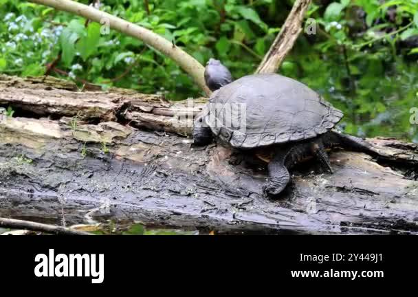Turtle on a stump, red-cheeked turtle on a tree trunk, wild water ...