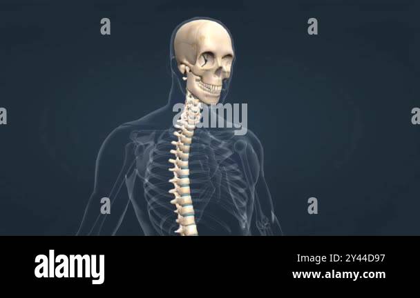 The skull moves relative to the spine mainly through the atlanto ...