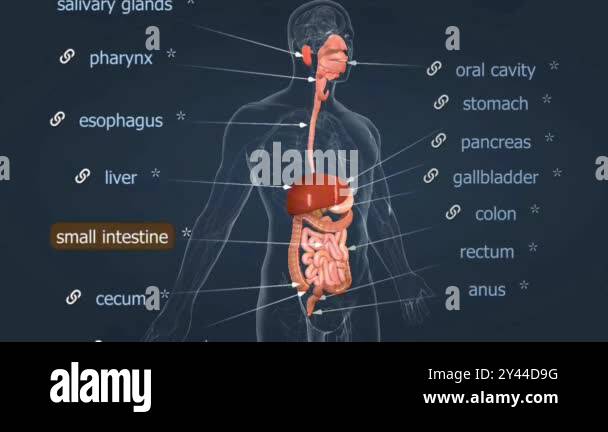 The human digestive system consists of the mouth, esophagus, stomach ...