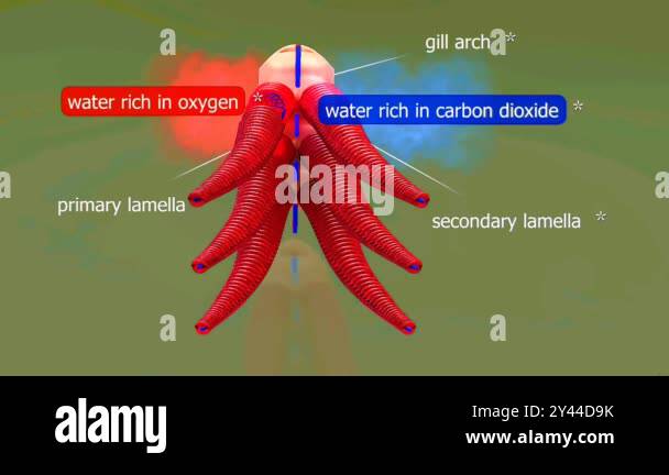 The anatomy of a fish gill consists of filaments and lamellae, which ...