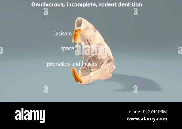 The dentition of a brown rat, highlighting its specialized teeth ...