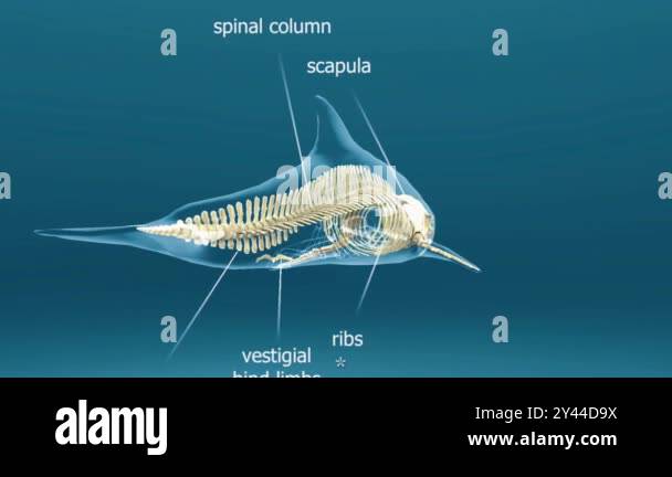 Dolphin skeletal structure Stock Videos & Footage - HD and 4K Video ...