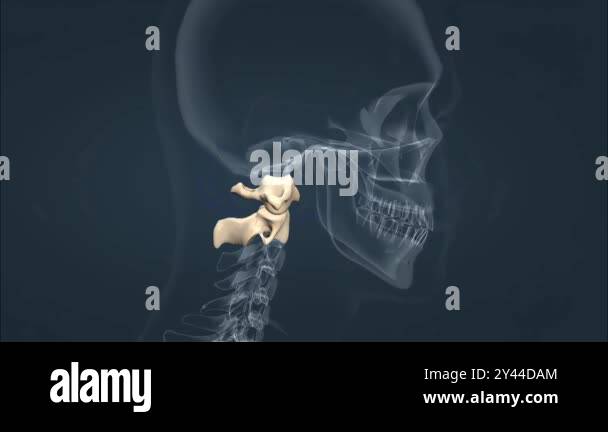 The atlas (C1) and axis (C2) bones enable significant head movements ...