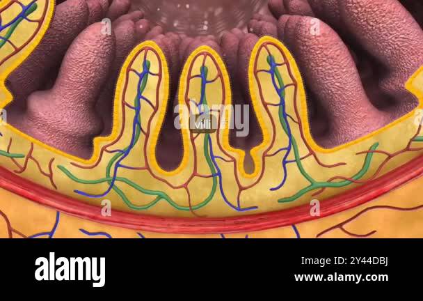 Intestinal villi and microvilli are structures in the small intestine ...