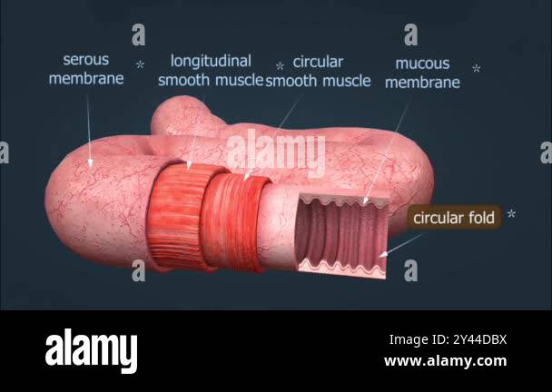 Mucosa small intestine Stock Videos & Footage - HD and 4K Video Clips ...