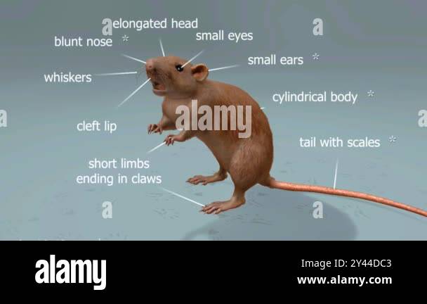 The anatomy of a brown rat, showcasing detailed views of its internal ...