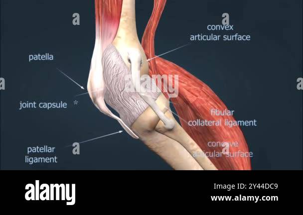 Synovial joint types Stock Videos & Footage - HD and 4K Video Clips - Alamy