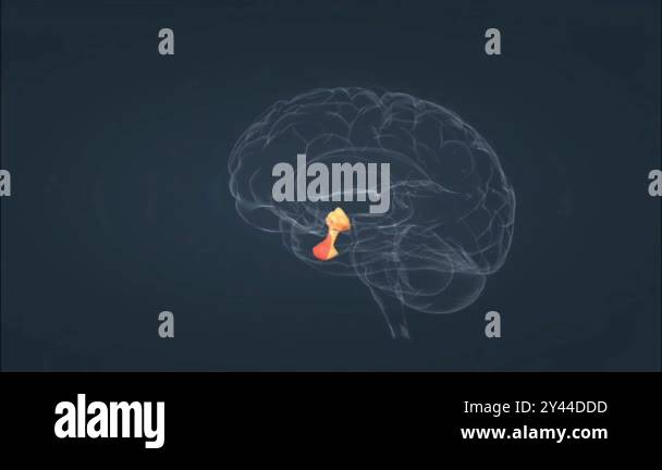 The pituitary gland is located at the base of the brain, within a bony ...