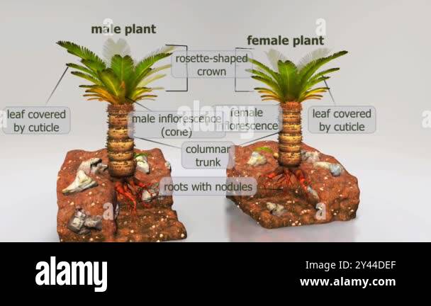 The male and female Japanese sago palm differ in reproductive ...