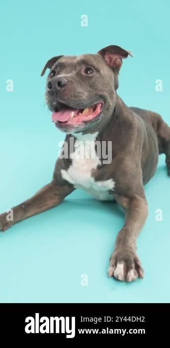 Full body of cute American Pitbull Terrier stick out tongue while lying ...