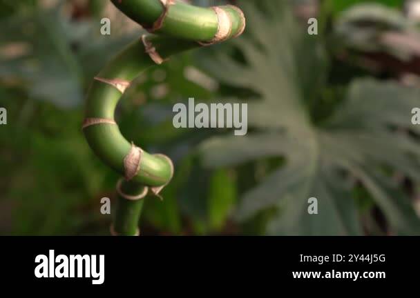 Segmented leaves Stock Videos & Footage - HD and 4K Video Clips - Alamy