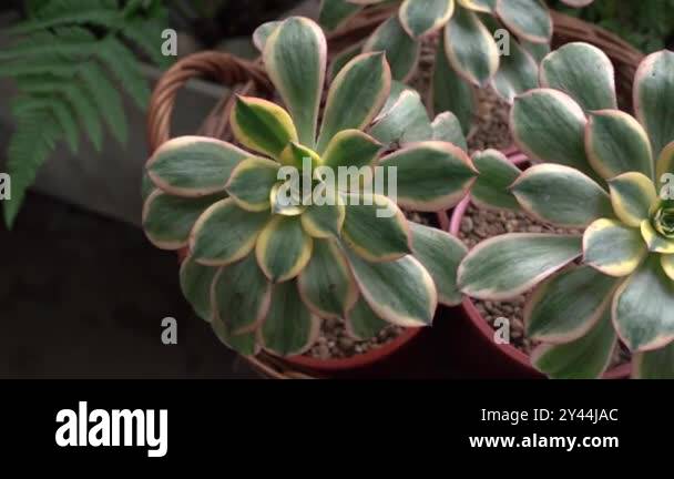 Exotic succulent plants. Closeup view of three Aeonium sunburst, also ...