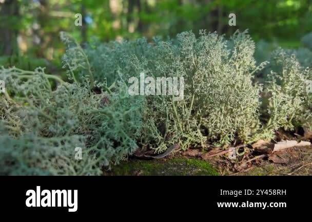 Real untouched crown land woods of Ontario forest in Northern America ...