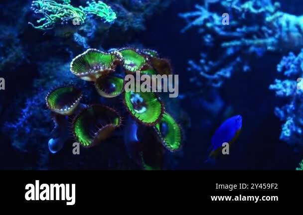 button polyp soft coral move green fluorescent round head in circular ...