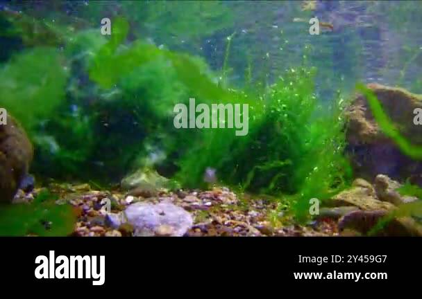Cladophora, Ulva green algae, torn algal mess pollution move in laminar ...