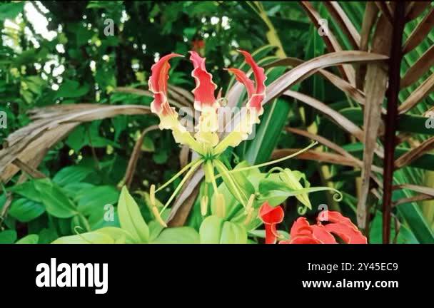 Fire lily, Flame lily, Gloriosa superba Plant of the Indian forest in ...