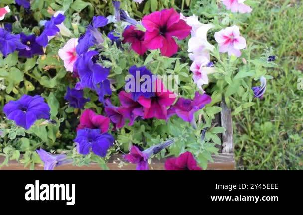 blooming multiflora petunias (Petunia X hybrida) against a lush green ...