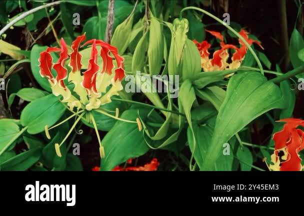 Fire lily, Flame lily, Gloriosa superba Plant of the Indian forest in ...