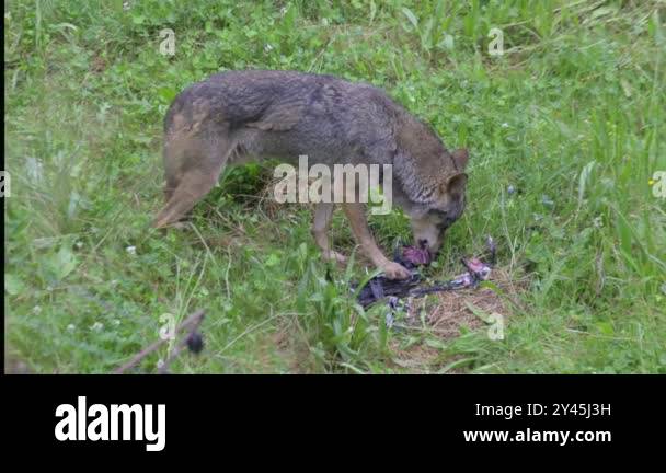 Wolf of grassland Stock Videos & Footage - HD and 4K Video Clips - Alamy