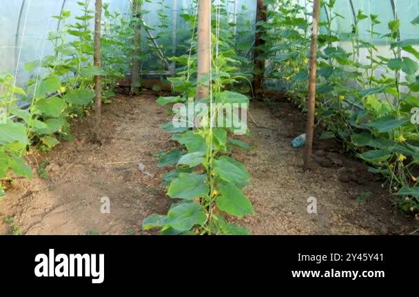 Rows of young cucumber plants growing on the vines inside a greenhouse ...