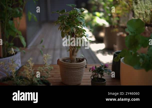 Sturdy plants Stock Videos & Footage - HD and 4K Video Clips - Alamy
