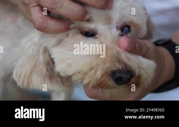 Left eye cataract Stock Videos & Footage - HD and 4K Video Clips - Alamy