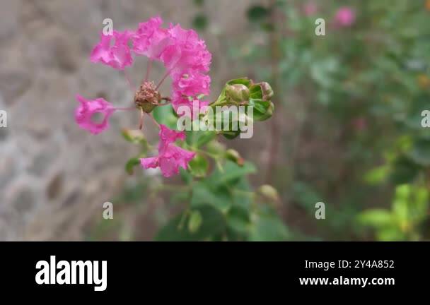 Jarul tree Stock Videos & Footage - HD and 4K Video Clips - Alamy