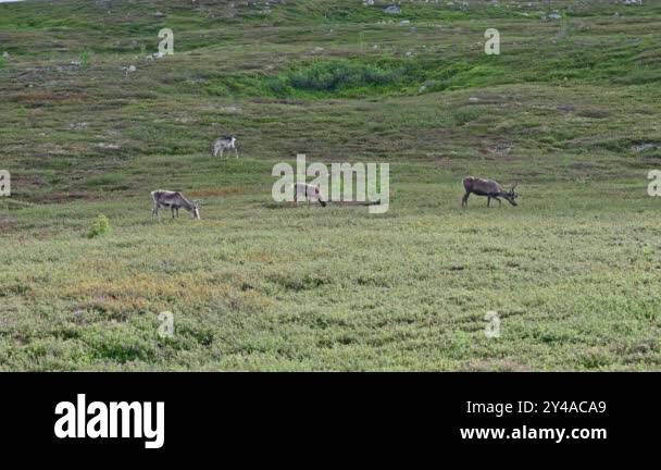Traditional sami female Stock Videos & Footage - HD and 4K Video Clips ...