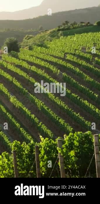 Vivid colors of vineyards on sunset. Beautiful and miraculous colors of ...