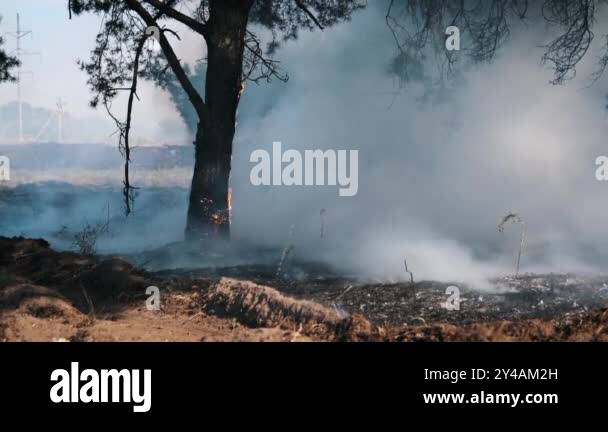 Flames engulf the base of a pine tree, sending thick smoke billowing ...
