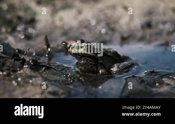 A solitary green frog blends seamlessly with the muddy riverbank, its ...