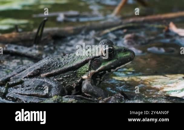 Polluted wildlife Stock Videos & Footage - HD and 4K Video Clips - Alamy