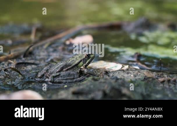 Swamp habitat loss Stock Videos & Footage - HD and 4K Video Clips - Alamy