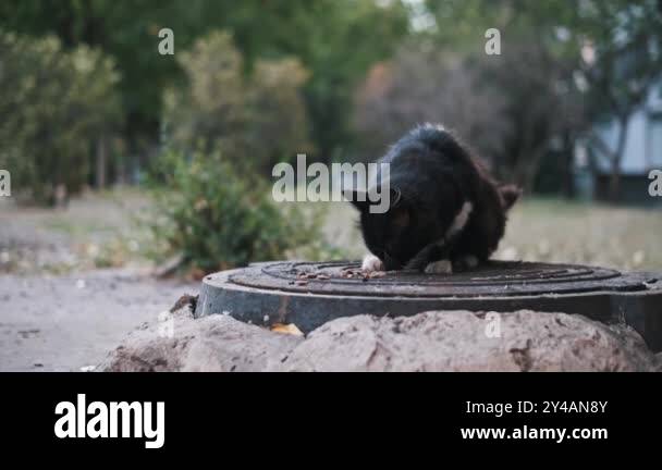 Community animals Stock Videos & Footage - HD and 4K Video Clips - Alamy