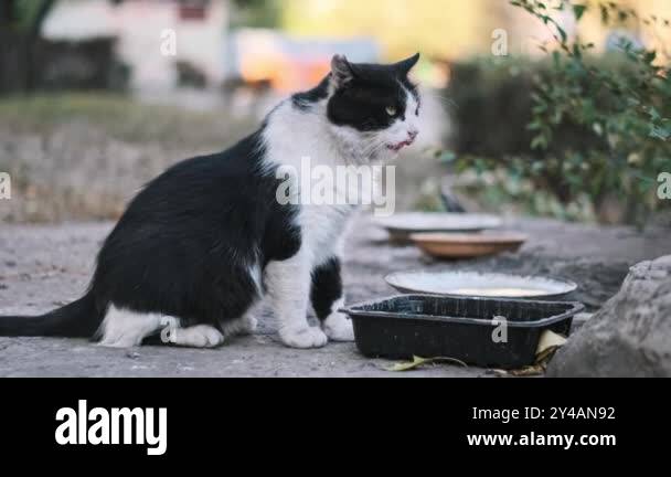 Finding animals Stock Videos & Footage - HD and 4K Video Clips - Alamy