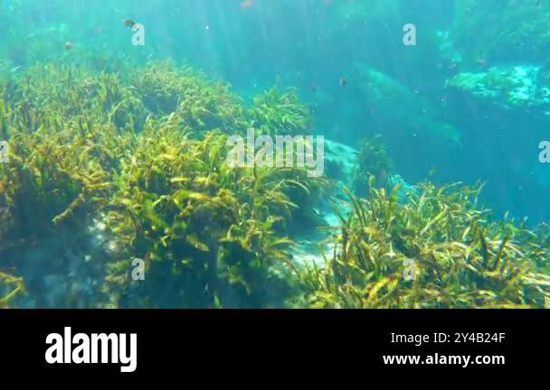 Florida springs underwater Stock Videos & Footage - HD and 4K Video ...
