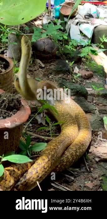 In an abandoned garden area, two large Indian rat snakes, also known as ...