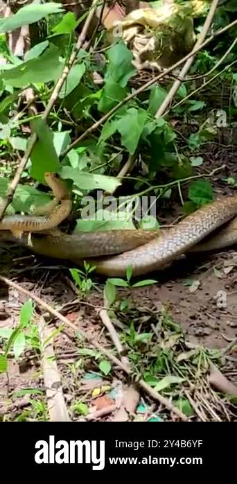 In an abandoned garden area, two large Indian rat snakes, also known as dhamans, are mating ...