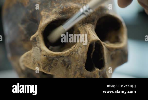 Close up shot of cleaning skull of prehistoric extinct human after ...